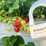 Fukuoka: Strawberry Picking, Koiki Shrine & Yanagawa Tour - The Itinerary: A Closer Look
