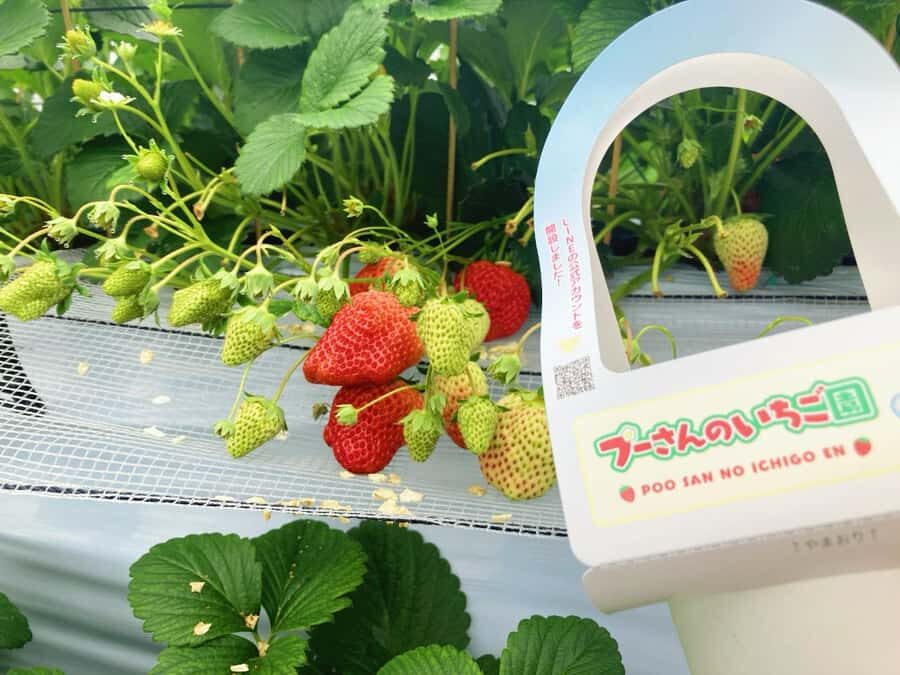 Fukuoka: Strawberry Picking, Koiki Shrine & Yanagawa Tour - The Itinerary: A Closer Look