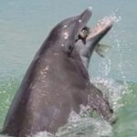 Full Day (6 hours) Sanibel Eco Boat Charter, Gulf and Pine Island - Who Should Consider This Tour?