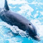 Full day 7hours- beach bbq, snorkel, Iguana island, half moon bay pine cay, Fun! - What to Expect: Day-to-Day Details