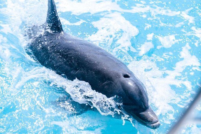 Full day 7hours- beach bbq, snorkel, Iguana island, half moon bay pine cay, Fun! - What to Expect: Day-to-Day Details