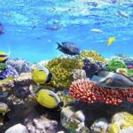 Full-Day ATV + 4 Ziplines + Cenote Swim + Yalkú Snorkeling - Who Will Love This Tour?