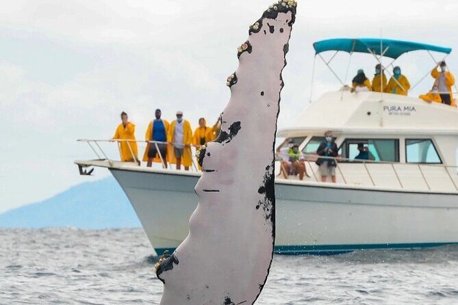 Full Day Bacardi Whale Watching - End Season March 30th - What We Love About This Tour