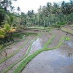 Full-Day Bali Island Tour Including Mt Batur And Sacred Monkey Forest Sanctuary - Stunning Views at Tegalalang Rice Terrace