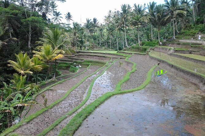 Full-Day Bali Island Tour Including Mt Batur And Sacred Monkey Forest Sanctuary - Stunning Views at Tegalalang Rice Terrace