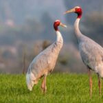 Full Day Bharatpur Bird Sanctuary with Fatehpur Sikri - Lunch Break and Relaxation