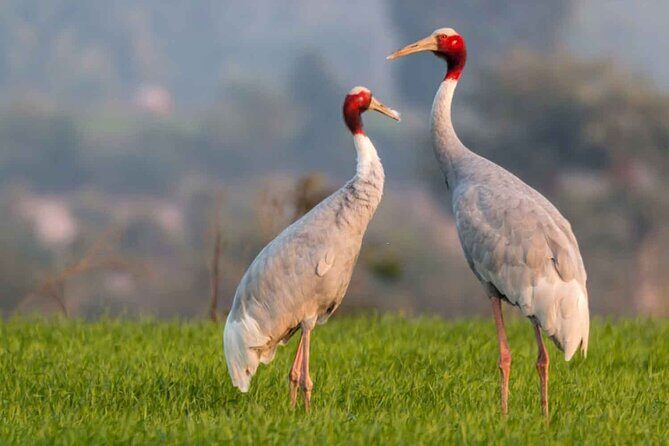 Full Day Bharatpur Bird Sanctuary with Fatehpur Sikri - Lunch Break and Relaxation