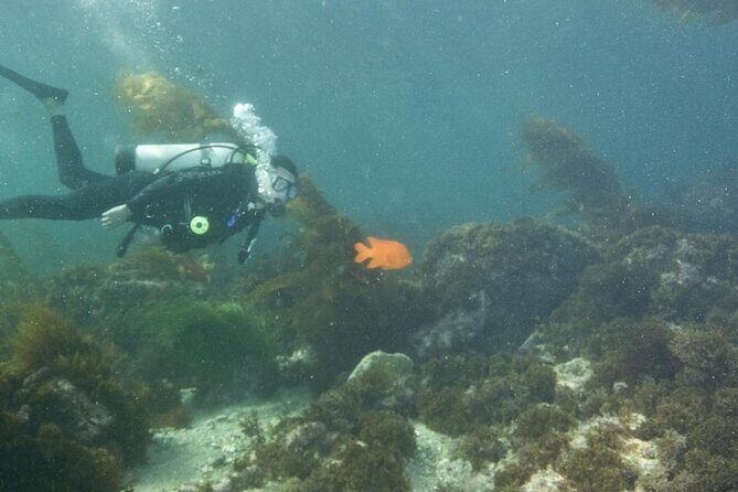 Full Day Catalina Island With Scuba Diving - How This Tour Compares and Who Will Love It