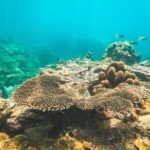 Full-Day Cruise of Koh Nang Yuan and Koh Tao From Koh Samui - What to Expect from the Itinerary