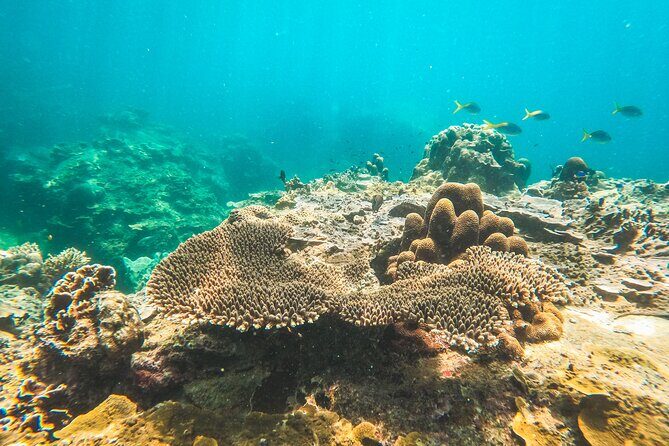 Full-Day Cruise of Koh Nang Yuan and Koh Tao From Koh Samui - What to Expect from the Itinerary