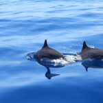 Full day EN Catamaran Martinique Dolphins and Turtles - What’s Included & What’s Not