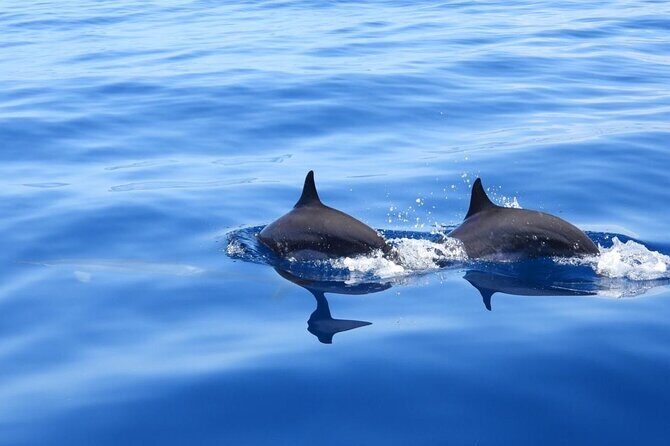 Full day EN Catamaran Martinique Dolphins and Turtles - What’s Included & What’s Not