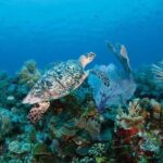 Full Day Fishing, Snorkeling, Iguana Island, Cruising, BBQ - Who Is This Tour Best For?