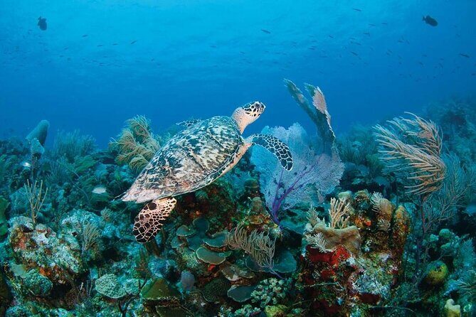 Full Day Fishing, Snorkeling, Iguana Island, Cruising, BBQ - Who Is This Tour Best For?