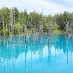 Full-Day Furano Lavender Farm and Blue Pond from Sapporo - Frequently Asked Questions