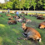 Full Day Guided Tour to Nara from Osaka by Van - Nara Park: The Deer and the History