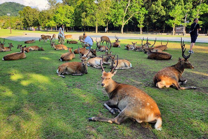 Full Day Guided Tour to Nara from Osaka by Van - Nara Park: The Deer and the History