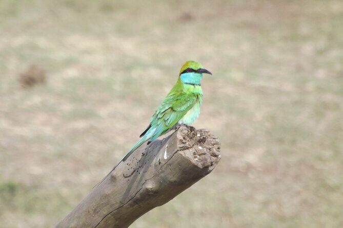Full Day, Half Day and 4 Hour Safari in Udawalawe - The Practicalities