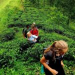 Full Day Hantana Pekoe Trail Hike from Kandy - A Detailed Look at the Hantana Pekoe Trail Hike