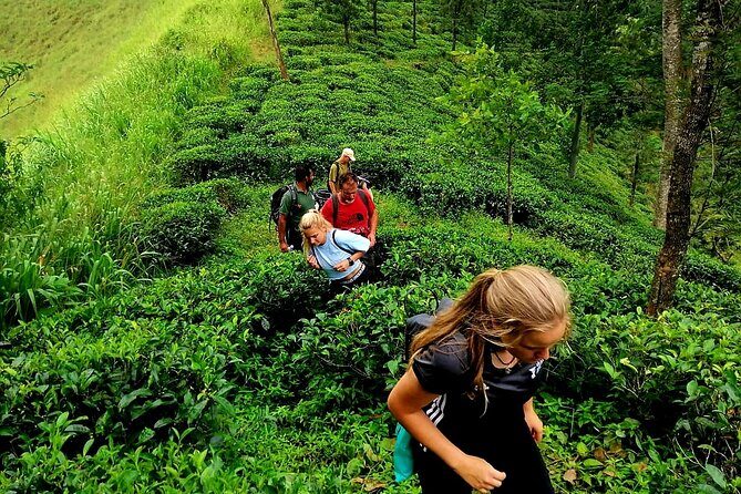 Full Day Hantana Pekoe Trail Hike from Kandy - A Detailed Look at the Hantana Pekoe Trail Hike