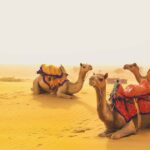 Full-Day Jaisalmer Desert Safari & City Tour with Camel Ride - Why This Tour Offers Great Value