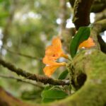 Full Day Kinabalu Park World Heritage Site - Whats Included and Whats Not