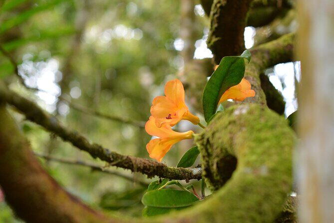 Full Day Kinabalu Park World Heritage Site - Whats Included and Whats Not