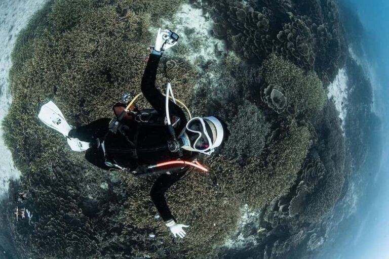 Full-Day Open Trip Diving in Komodo for Certified Divers - Why Choose This Tour?
