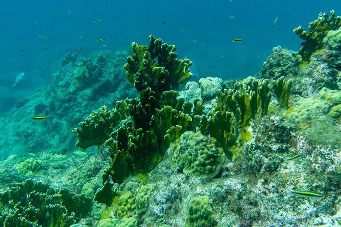 Full Day Private Boat Tour to the Lagoon of Guadeloupe - Additional Details to Consider