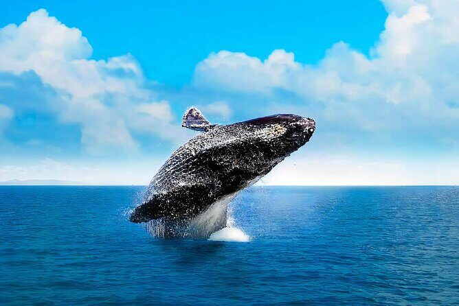 Full-Day Samana with Waterfall & Bacardi Island from Punta Cana - Practical Details and Tips