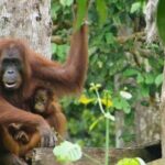 Full Day Sepilok Orangutan and Rainforest Discovery Centre Tour - Exploring the Itinerary in Detail