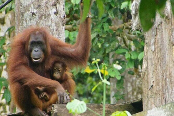 Full Day Sepilok Orangutan and Rainforest Discovery Centre Tour - Exploring the Itinerary in Detail