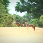 Full Day Shared Safari at Yala National Park by La Safari Inn Tours - An In-Depth Look at the Yala Safari Experience
