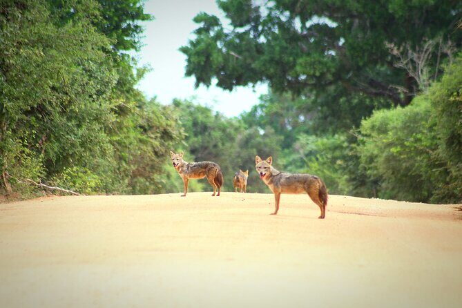 Full Day Shared Safari at Yala National Park by La Safari Inn Tours - An In-Depth Look at the Yala Safari Experience