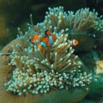 Full Day Snorkeling Tour to KohRok and KohHaa from KohLanta - Overview of the Experience