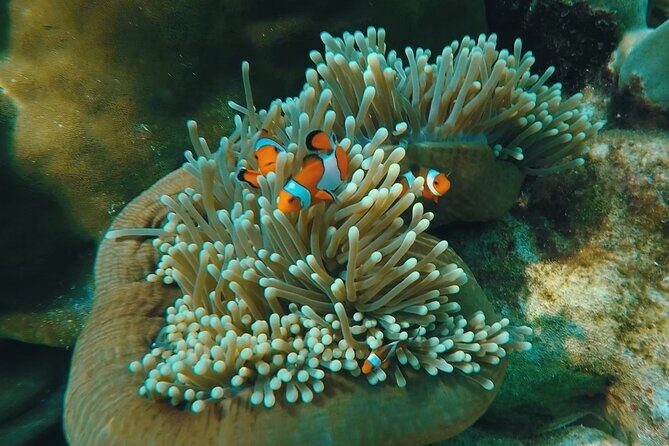 Full Day Snorkeling Tour to KohRok and KohHaa from KohLanta - Overview of the Experience