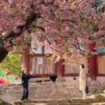 Full Day Suwon Hwaseong and Yellow Spring Flower Festival Tour - Hwaseong Fortress: A UNESCO World Heritage Site