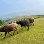 Full-day Tour in Yangmingshan & Beitou from Taipei - Who is This Tour Best For?