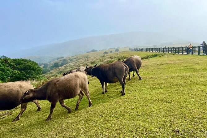 Full-day Tour in Yangmingshan & Beitou from Taipei - Who is This Tour Best For?