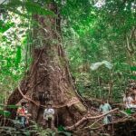 Full-Day Trekking and Sightseeing Tour in Mae Kampong - Authenticity and Traveler Feedback