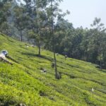 Full-Day Trekking in Kerala, India - Introduction: A Trekking Day in Munnar’s Greenery