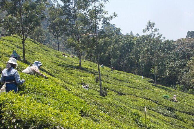 Full-Day Trekking in Kerala, India - Introduction: A Trekking Day in Munnar’s Greenery