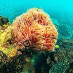 Full Day Trip Phu Quoc Snorkeling 3 Islands by Boat - What’s Included and What’s Not