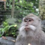 Full Day : Ubud And Tanah Lot Temple Tours - How the Day Unfolds