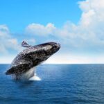 Full-Day Whale Watching Tour in Samana Bay from Cabeza de Toro - What the Reviews Say: Authentic Perspectives