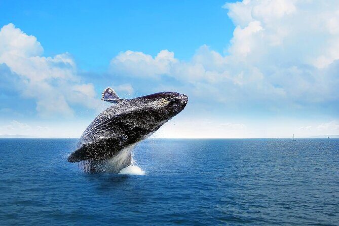 Full-Day Whale Watching Tour in Samana Bay from Cabeza de Toro - What the Reviews Say: Authentic Perspectives