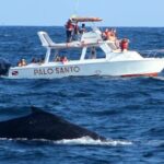 Full-day Whale watching Tour in Samana Bay from Punta Cana - Transportation and Group Size