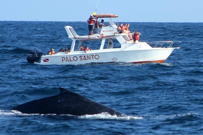 Full-day Whale watching Tour in Samana Bay from Punta Cana - Transportation and Group Size