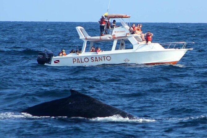 Full-day Whale watching Tour in Samana Bay from Punta Cana - Traveler Experiences: Authentic Perspectives