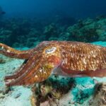 Fun Diving Safari Day Trip From Koh Lanta - Certified Divers - The Sum Up: Is It Worth It?